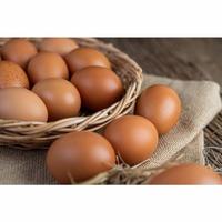 Jual 1 Butir Telur Terdekat - Harga Murah & Grosir Oktober 2022