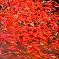 Jual Ikan Komet Slayer Terlengkap & Terbaik - Harga Murah Mei 2024