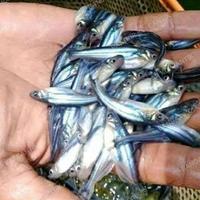 Jual Bibit Ikan Patin Terdekat - Harga Murah & Grosir Mei 2024