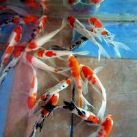 Jual Koi Slayer Terlengkap & Terbaik - Harga Murah Maret 2025