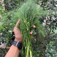Jual Daun Dill Terdekat - Harga Murah & Grosir Juni 2024