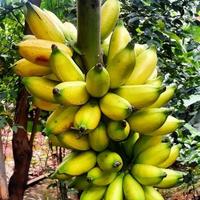 Jual 1 Tandan Pisang Terdekat - Harga Murah & Grosir Mei 2024