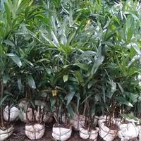 Jual Palem Waregu Terbaik - Harga Murah Mei 2024 & Cicil 0%