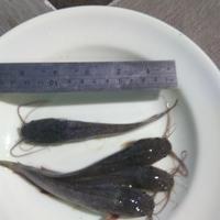 Jual Benih Lele Terlengkap & Terbaik - Harga Murah April 2024