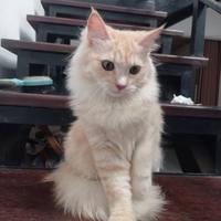 Jual Kucing Mainecoon Dewasa dan Kitten Termurah Maret 2025