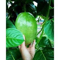 Jual Markisa Jumbo Terdekat - Harga Murah & Grosir Oktober 2025