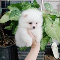 Mini Pom Anjing Harga Termurah - Kualitas Terbaik