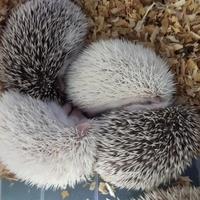 Jual Landak Mini Terlengkap & Terbaik - Harga Murah Agustus 2023