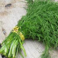 Jual Daun Dill Terdekat - Harga Murah & Grosir Agustus 2025