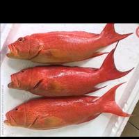 Ikan Kerapu Segar, Kualitas Terbaik & Harga Termurah 2024