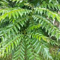 Jual Daun Kari Segar Terdekat - Harga Murah & Grosir April 2024