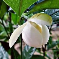 Jual Bunga Cempaka Telor Bibit Murah - Harga Terbaru 2024