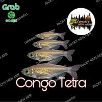 Jual Ikan Congo Tetra Terlengkap & Terbaik - Harga Murah April 2024