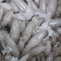 Jual Cumi Segar 1 Kg Terdekat - Harga Murah & Grosir Mei 2024
