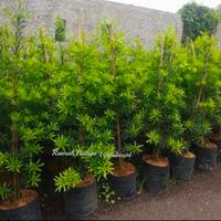 Jual Pohon Lohansung Terbaik - Harga Murah Januari 2025 & Cicil 0%