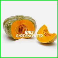 Jual Labu Kuning Terbaik - Harga Murah April 2024 & Cicil 0%