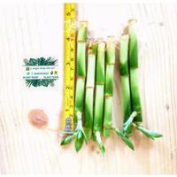 Jual Bambu Batangan Terbaik - Harga Murah November 2024 & Cicil 0%