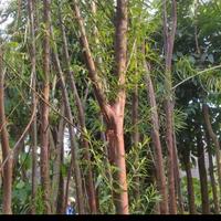 Jual Pohon Liang Liu Terbaik - Harga Murah Mei 2024 & Cicil 0%