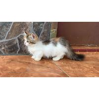 Kucing Munchkin Harga Termurah - Kualitas Terbaik