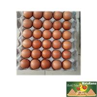 Jual Telur Ayam 30 Butir Terlengkap - Harga Murah Februari 2023