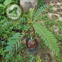 Jual Bibit Pohon Turi Terbaik - Harga Murah Mei 2024 & Cicil 0%