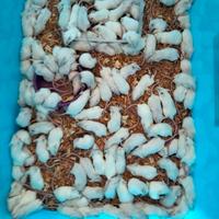 Jual Pakan Mencit Terlengkap & Terbaik - Harga Murah Juni 2024