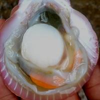 Jual Kerang Simping Terdekat - Harga Murah & Grosir April 2024