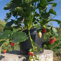 Jual Bibit Strawberry Terbaik - Harga Murah Februari 2024 & Cicil 0%