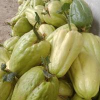 Jual Bibit Labu Siam Terbaik - Harga Murah Januari 2024 & Cicil 0%