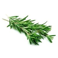 Daun Rosemary Murah - Pilihan Terlengkap