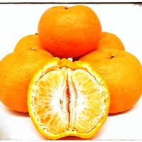 Jual Jeruk Ponkam Terdekat - Harga Murah & Grosir Februari 2024