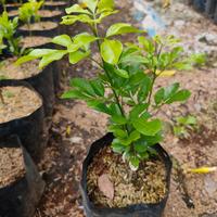 Jual Pohon Kemuning Besar Terbaik - Harga Murah April 2024 & Cicil 0%