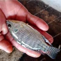 Bibit Ikan Nila Terbaik & Terbaru Maret 2025 - Harga Murah