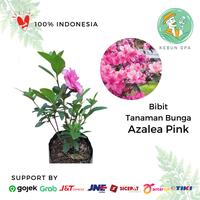 Jual Tanaman Azalea Terbaik - Harga Murah Juni 2024 & Cicil 0%