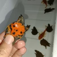 Jual Bulus Labi Labi Terlengkap & Terbaik - Harga Murah Juni 2024