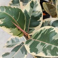 Jual Karet Kebo Variegata Terbaik - Harga Murah April 2024 & Cicil 0%