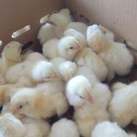 Jual Bibit Ayam Broiler Terdekat - Harga Murah & Grosir September 2021