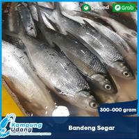 Jual Ikan Bandeng Segar Terdekat - Harga Murah & Grosir November 2024