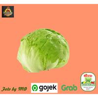 Jual Selada Bokor Terdekat - Harga Murah & Grosir August 2021