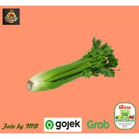 Jual Seledri Batang Besar Terdekat - Harga Murah & Grosir Maret 2024