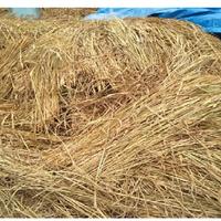 Jual Jerami Padi Terlengkap & Terbaik - Harga Murah April 2024