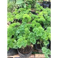 Jual Tanaman Penitian Terbaik - Harga Murah November 2022 & Cicil 0%