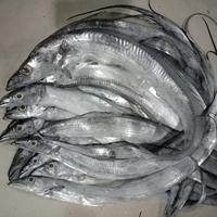 Jual Ikan Layur Terdekat - Harga Murah & Grosir April 2025