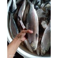 Jual Ikan Bandeng Segar Terdekat - Harga Murah & Grosir Mei 2025