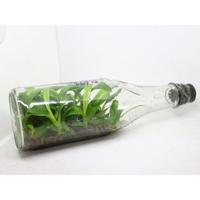 Jual Bibit Anggrek Botol Terbaik - Harga Murah Mei 2024 & Cicil 0%