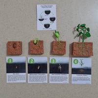 Review Animal Life Cycle Figurine dan kartu, mainan siklus kehidupan ...