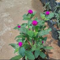 Jual Bunga Kenop Terlengkap - Harga Murah & Grosir Juni 2024