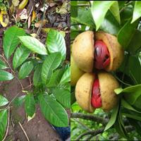 Biji Pala Harga Termurah & Grosir - Pilihan Terlengkap