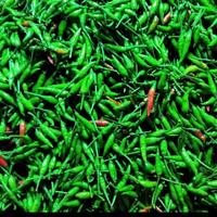 Jual Cabe Rawit Ijo Terdekat - Harga Murah & Grosir April 2024