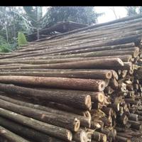Jual Kayu Dolken Terbaik - Harga Murah Desember 2022 & Cicil 0%